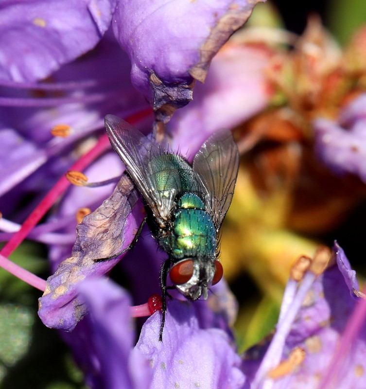 Lucilia sericata - Observation NB-3355235 - Naturbasen