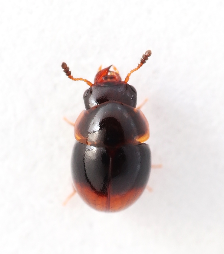 Agathidium haemorrhoum (Agathidium haemorrhoum) - Naturbasen