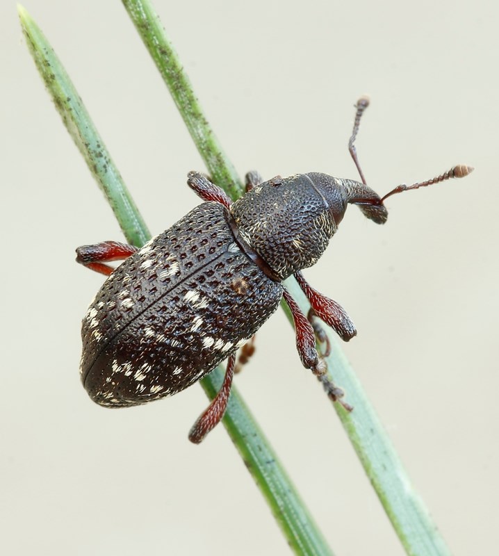 Hylobius pinastri (Hylobius pinastri) - Naturbasen