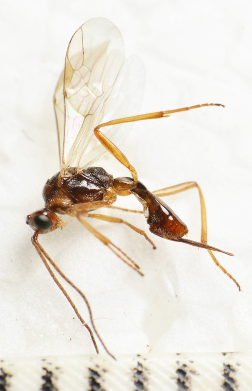 Meteorus rubens (Meteorus rubens) - Naturbasen