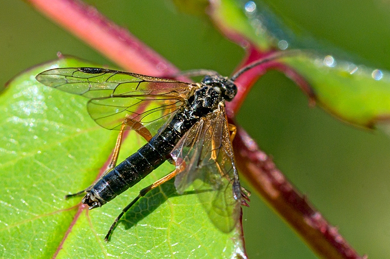 Apethymus apicalis (Apethymus apicalis) - Naturbasen