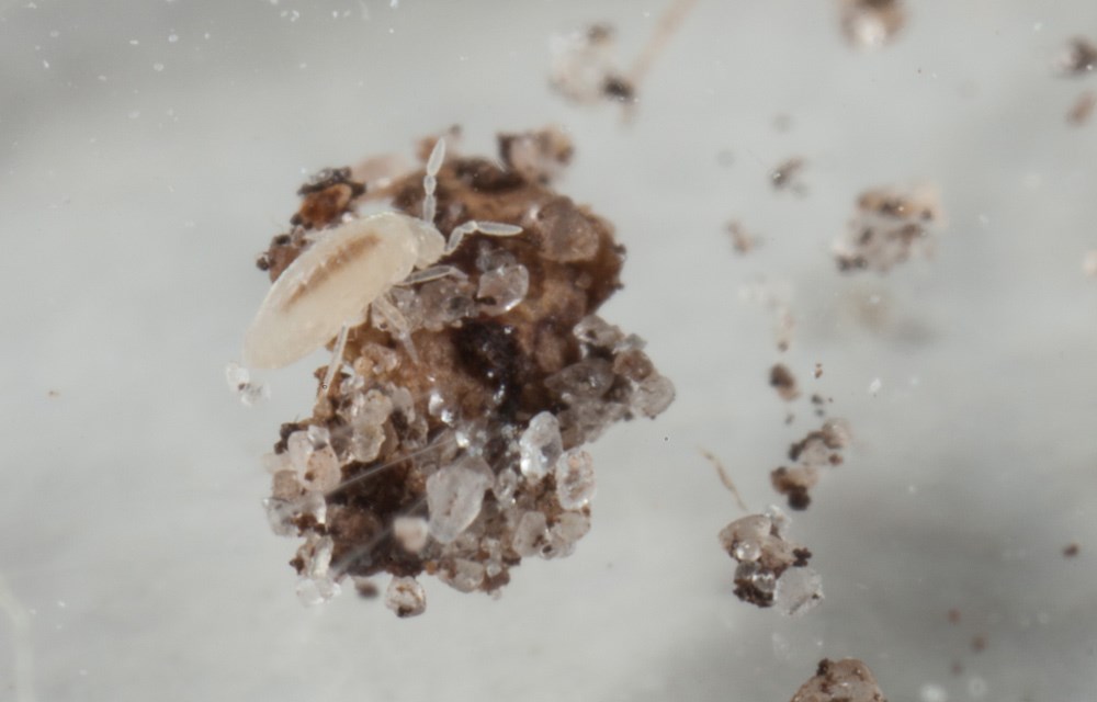 Cyphoderus albinus (Cyphoderus albinus) - Naturbasen