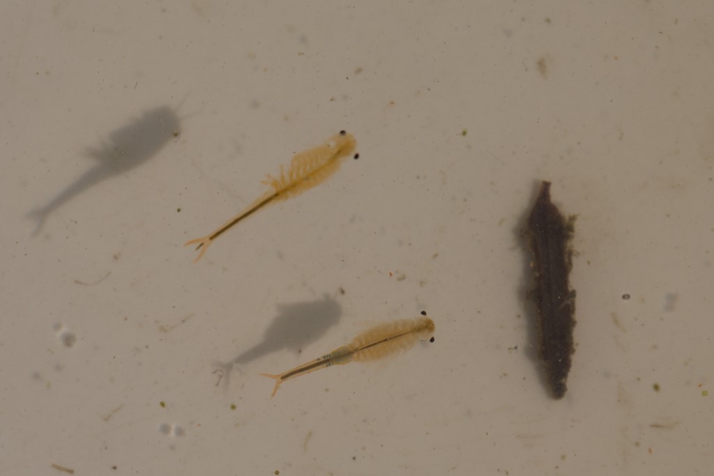 Branchipus schaefferi (Branchipus schaefferi) - Naturbasen