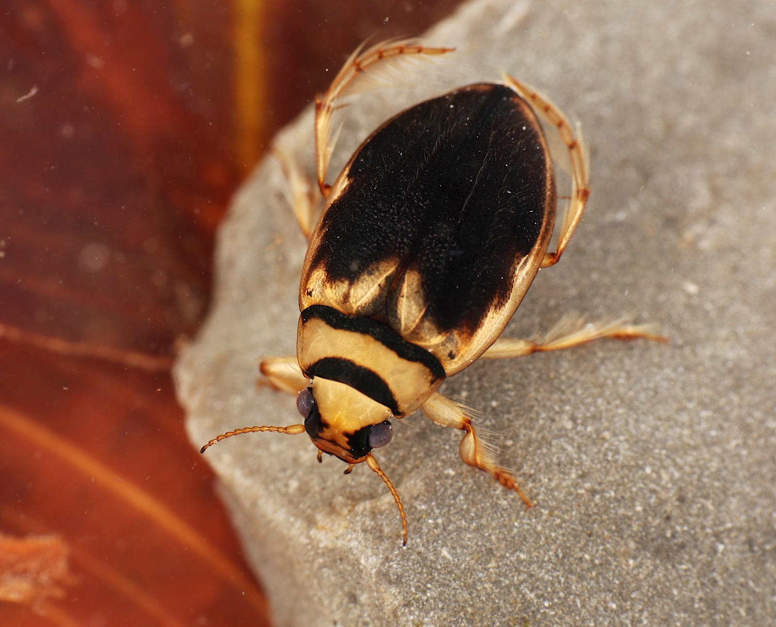 Dyndknirker (Hygrobia hermanni ) - Naturbasen