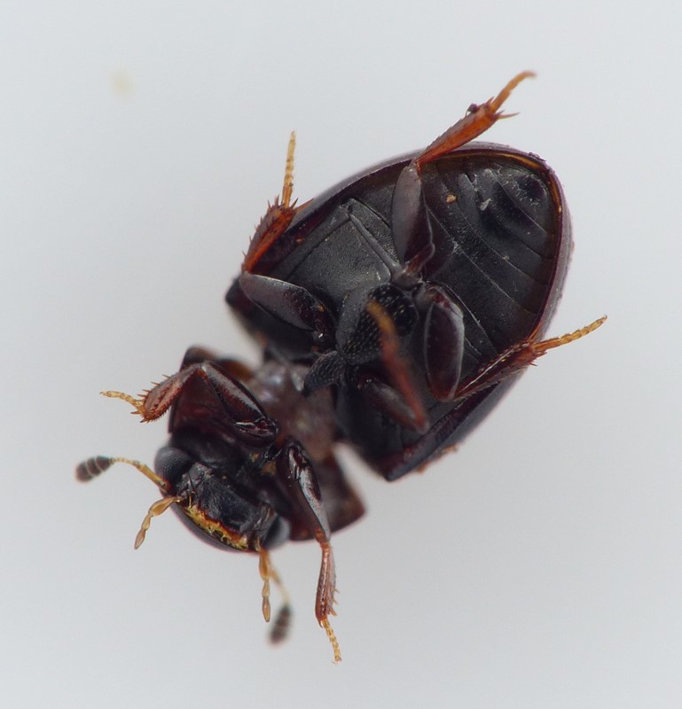 Cercyon sternalis (Cercyon sternalis) - Naturbasen