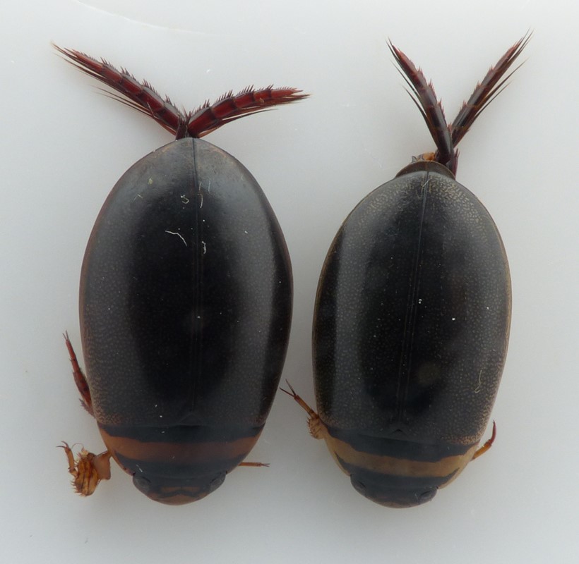 Graphoderus austriacus (Graphoderus austriacus) - Naturbasen