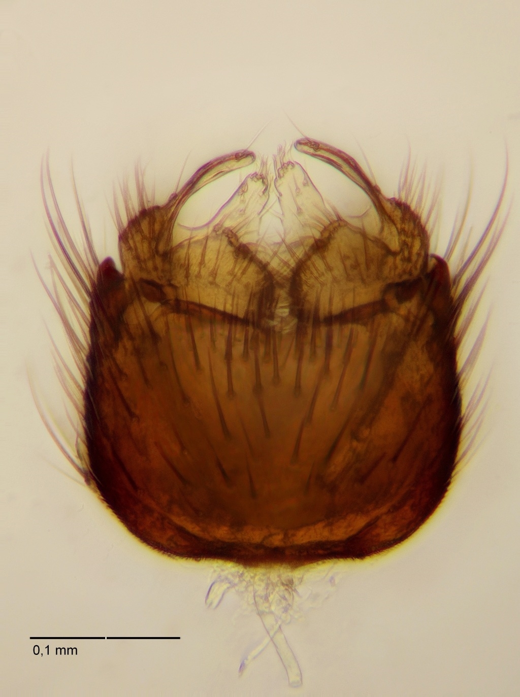 Mycetophila ocellus - Observation NB-3770572 - Naturbasen