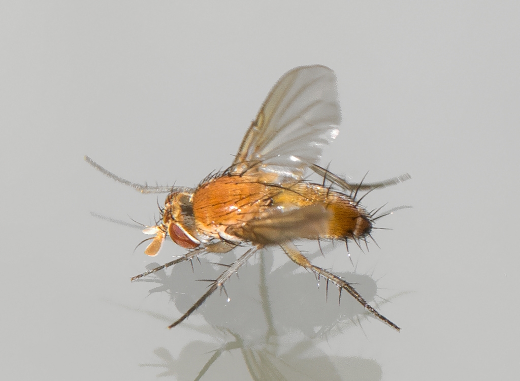 Ceromya silacea (Ceromya silacea) - Naturbasen
