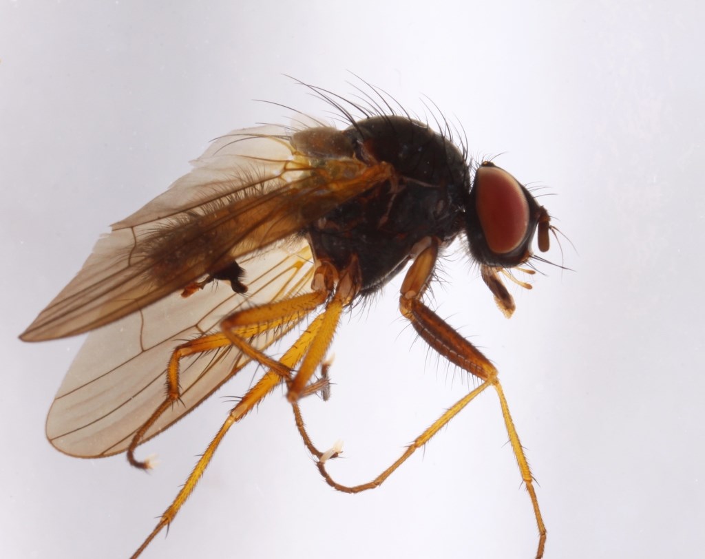 Pegomya notabilis (Pegomya notabilis) - Naturbasen