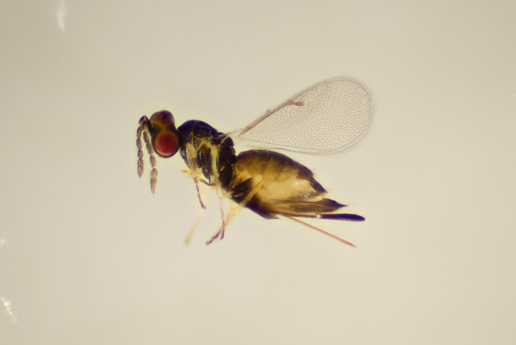 Aprostocetus veronicae (Aprostocetus veronicae) - Naturbasen