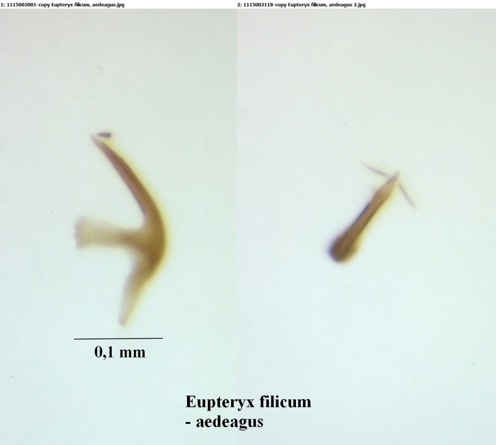 Eupteryx filicum (Eupteryx filicum) - Naturbasen