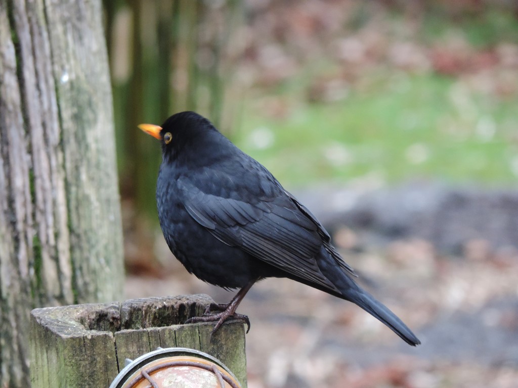 Solsort - Observation NB-2503328 - Naturbasen