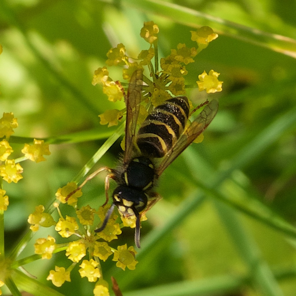 Almindelig Gedehams - Observation NB-3121222 - Naturbasen