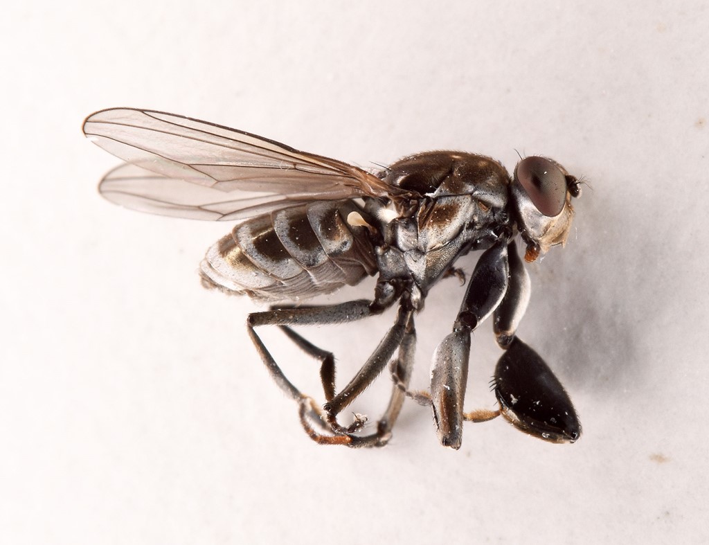 Ochthera manicata (Ochthera manicata) - Naturbasen