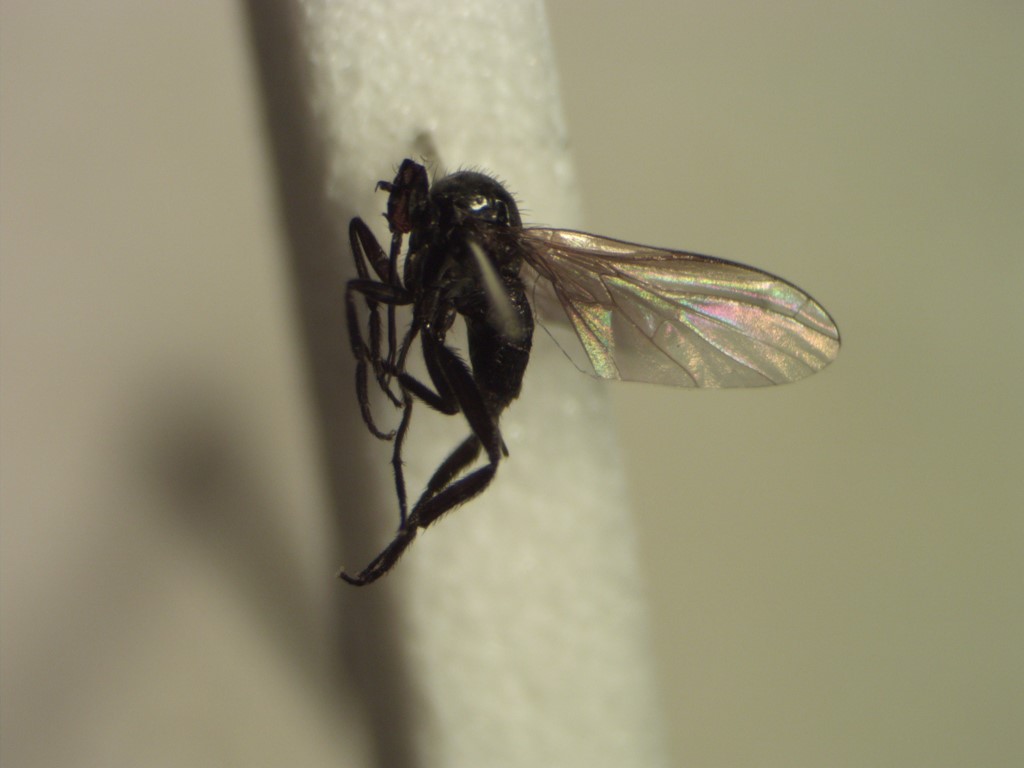 Empis prodromus (Empis prodromus) - Naturbasen
