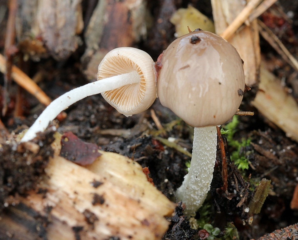 Bolbitius reticulatus f. aleuriatus (Bolbitius reticulatus f ...