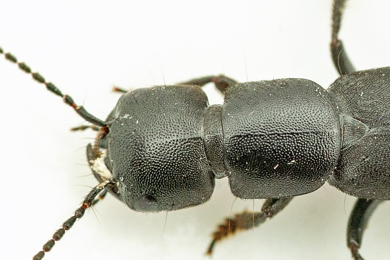 Tasgius ater - Observation NB-3327954 - Naturbasen