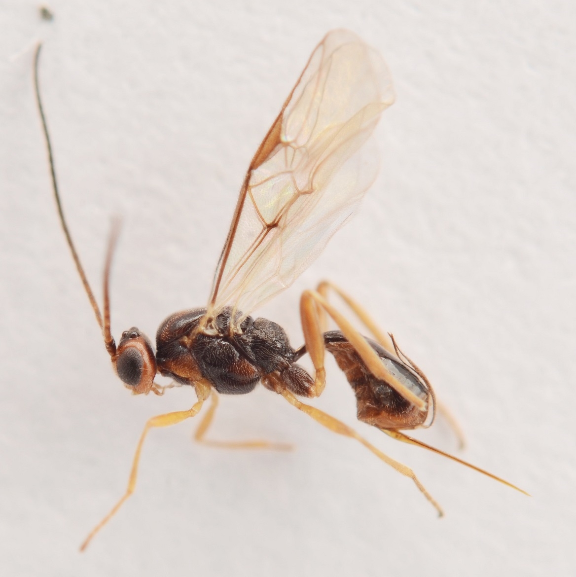 Meteorus obsoletus (Meteorus obsoletus) - Naturbasen