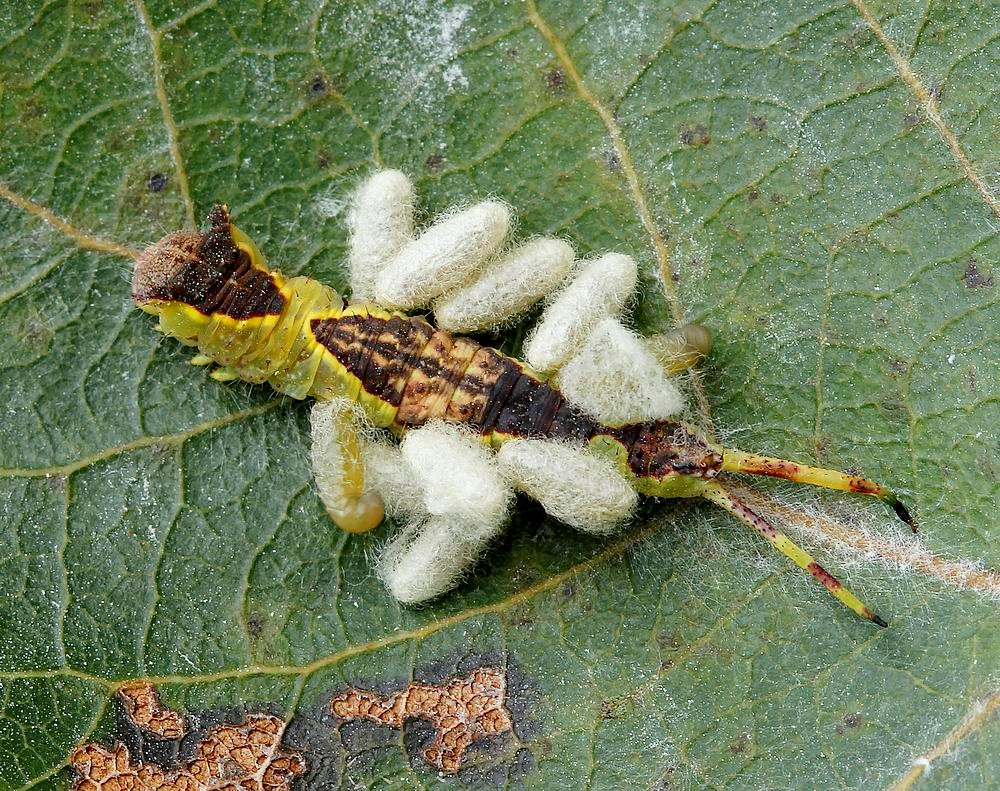 Cotesia spuria (Cotesia spuria) - Naturbasen