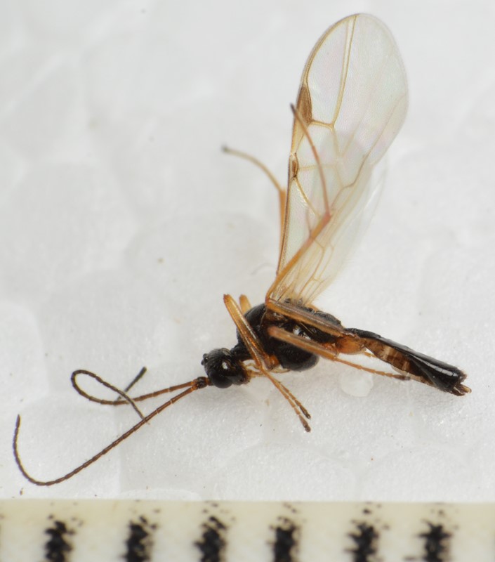 Blacus pallipes (Blacus pallipes) - Naturbasen