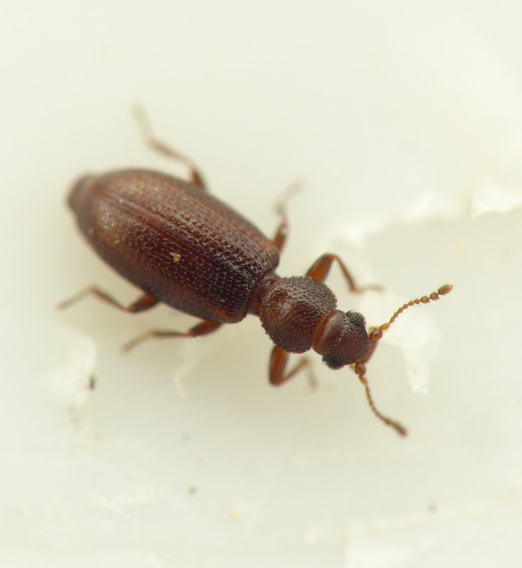 Corticaria rubripes (Corticaria rubripes) - Naturbasen