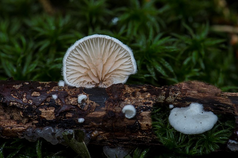 Lyssporet Muslingesvamp (Crepidotus versutus) - Naturbasen