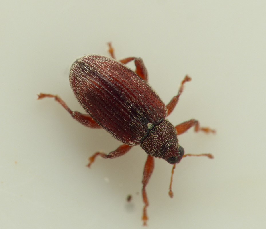 Orchestes testaceus (Orchestes testaceus) - Naturbasen