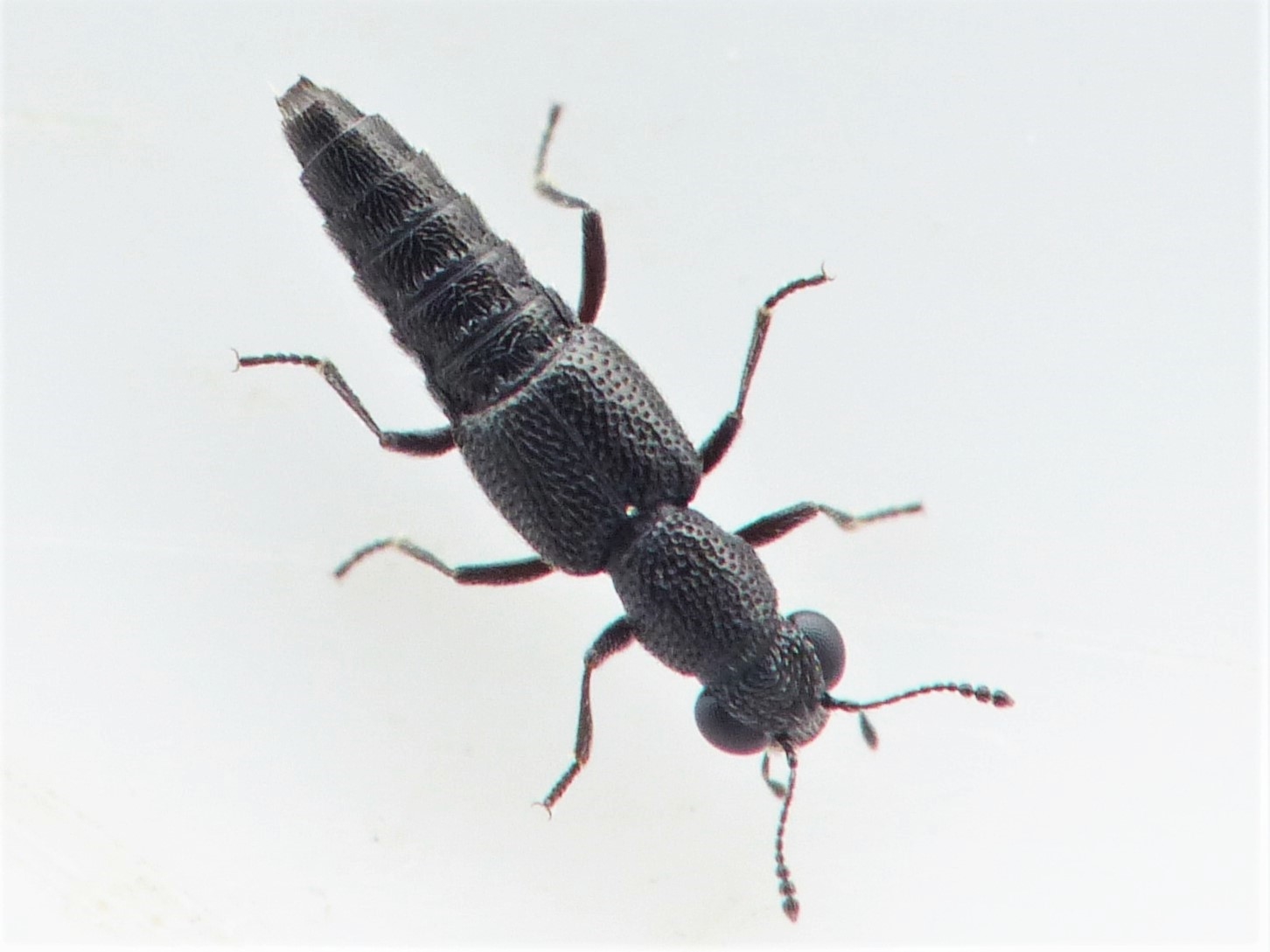 Stenus formicetorum (Stenus formicetorum) - Naturbasen