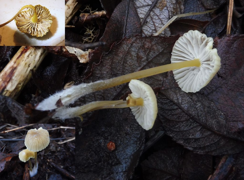 Gulægget Huesvamp (Mycena citrinomarginata) - Naturbasen