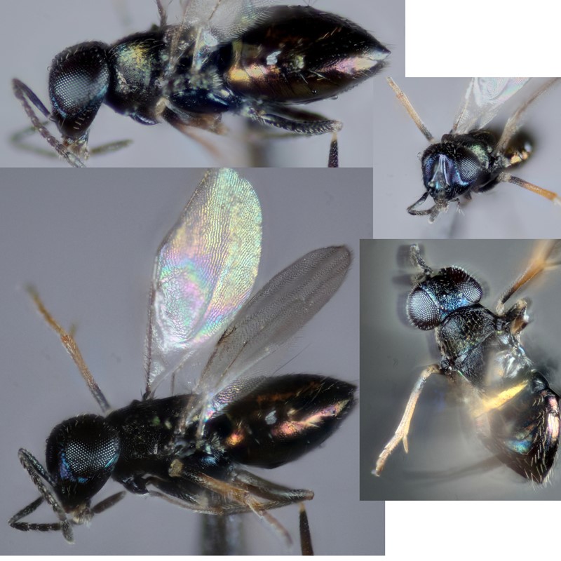 Syrphophagus aeruginosus (Syrphophagus aeruginosus) - Naturbasen