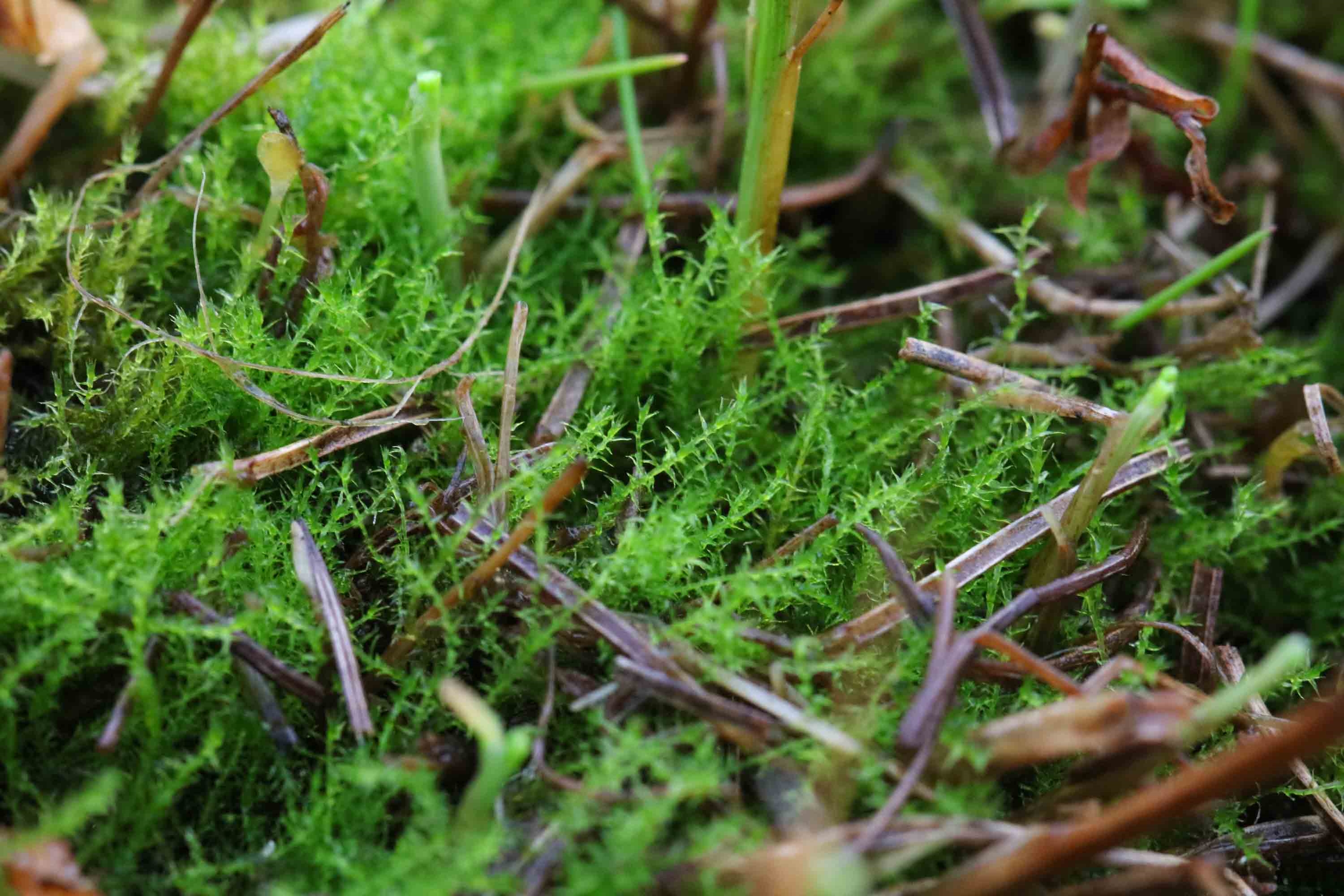 Tråd-Spædmos (Conardia compacta) - Naturbasen