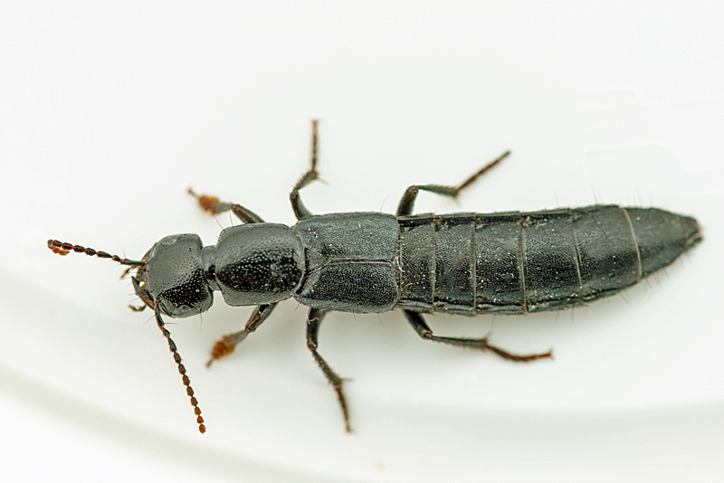 Tasgius ater - Observation NB-3213462 - Naturbasen