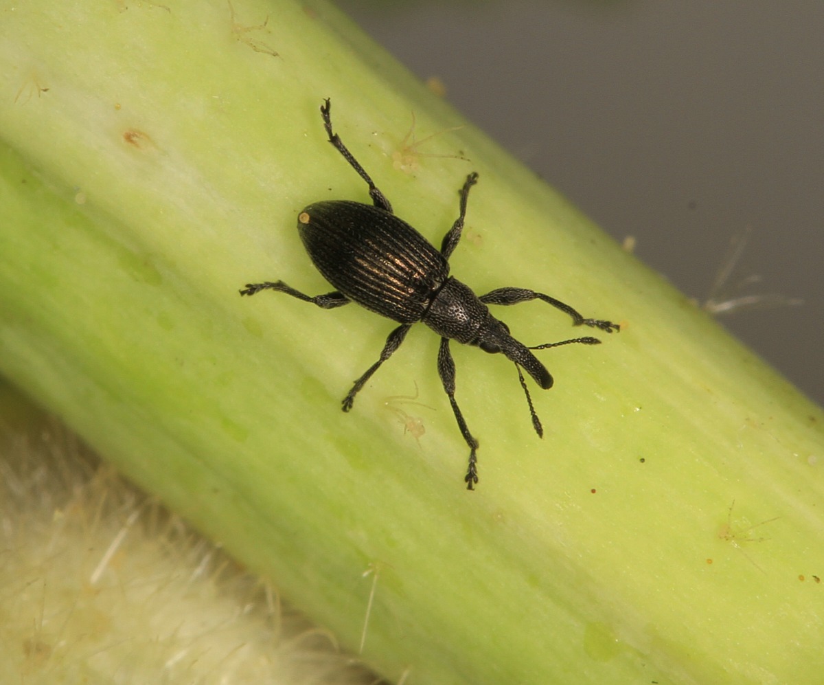 Apion radiolus (Apion radiolus) - Naturbasen
