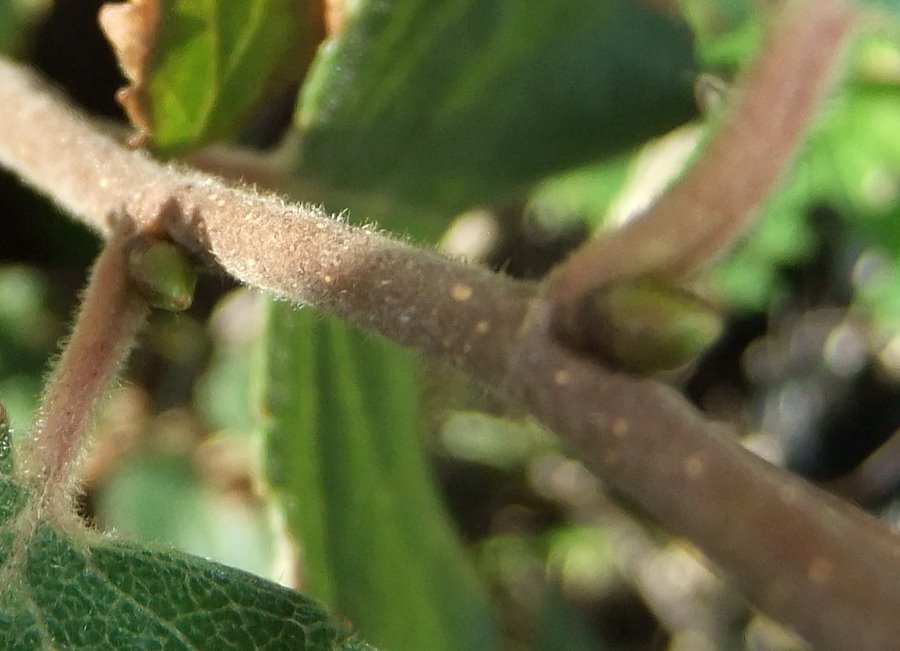 Hybrid-Birk (Betula x aurata) - Naturbasen
