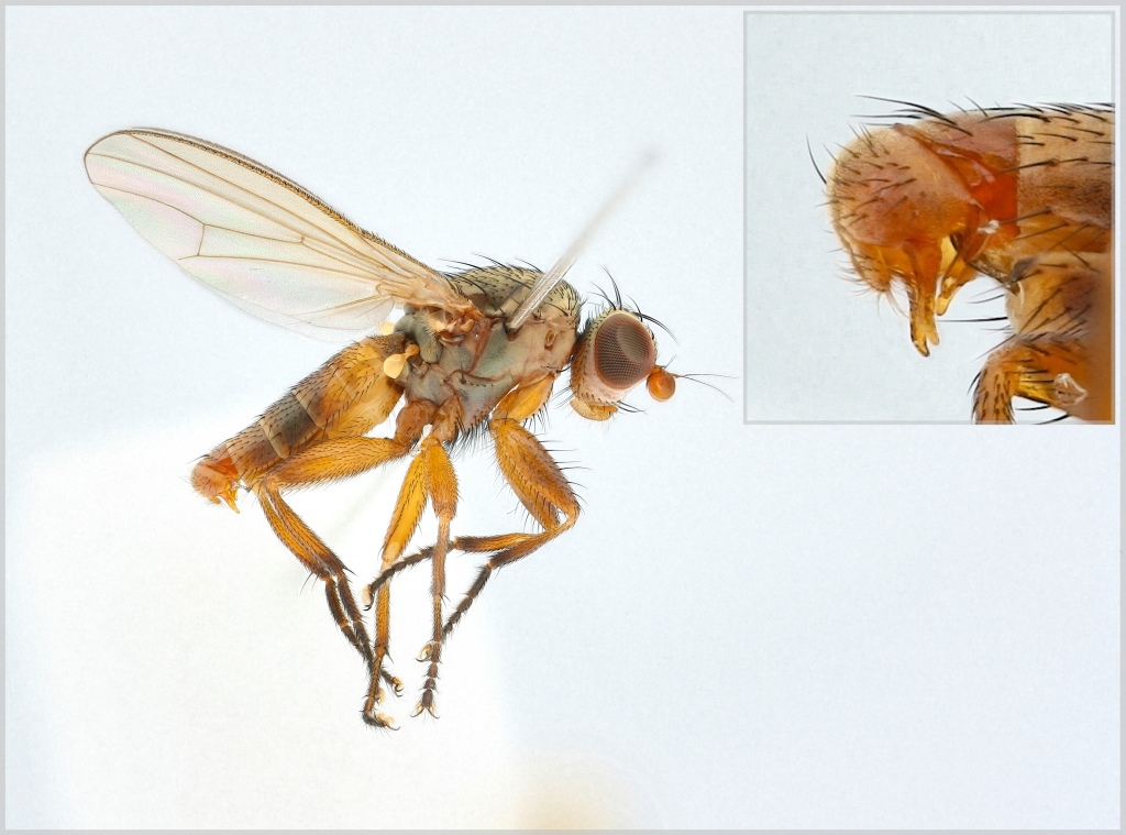 Neoleria inscripta (Neoleria inscripta) - Naturbasen