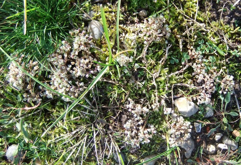 Flerårig Knavel - Observation NB-591539 - Naturbasen