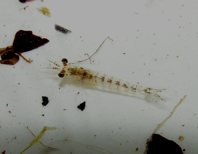 Mysidae (Mysidae) - Artsliste med billeder - Naturbasen