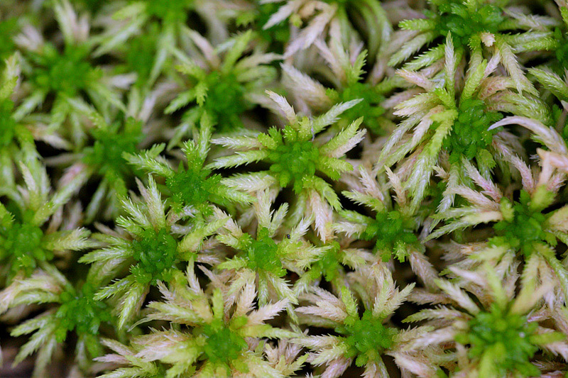 Kløftet Tørvemos (Sphagnum riparium) - Naturbasen
