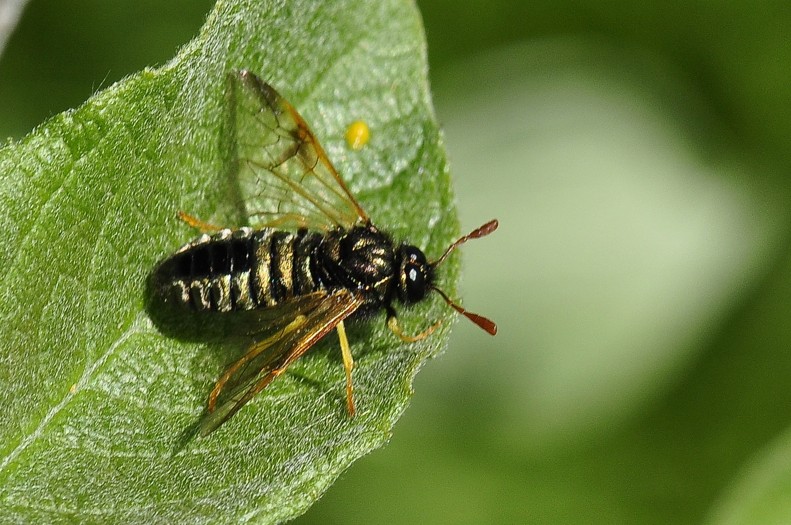Abia sericea (Abia sericea) - Naturbasen