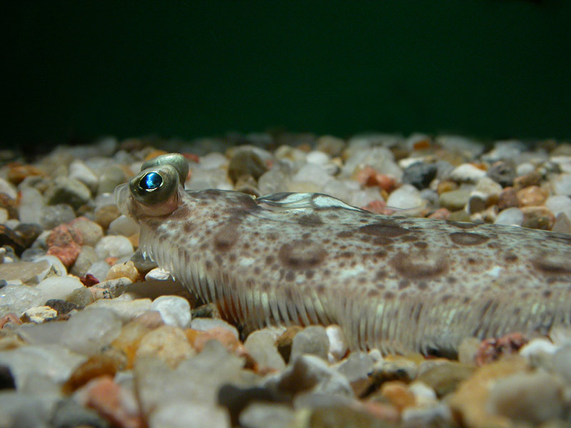 Rødtunge (Microstomus kitt) - Naturbasen