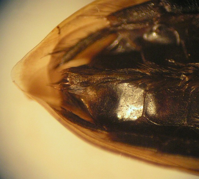 Gul Rygsvømmer (Notonecta lutea) - Naturbasen