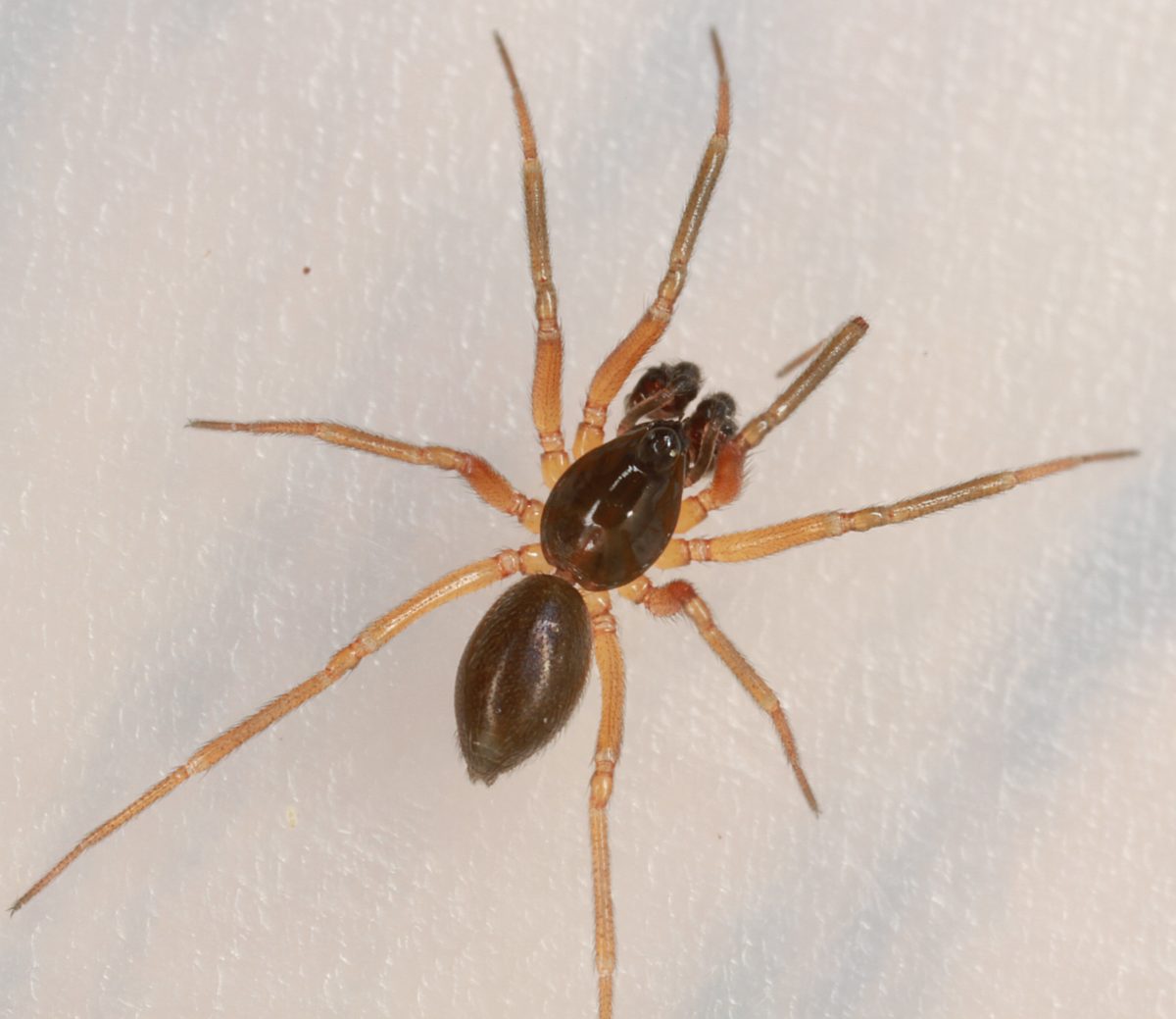 Edderkopper (Araneae) - Naturbasen - Danmarks Artsportal