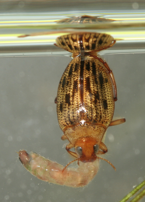 Haliplus fulvus (Haliplus fulvus) - Naturbasen