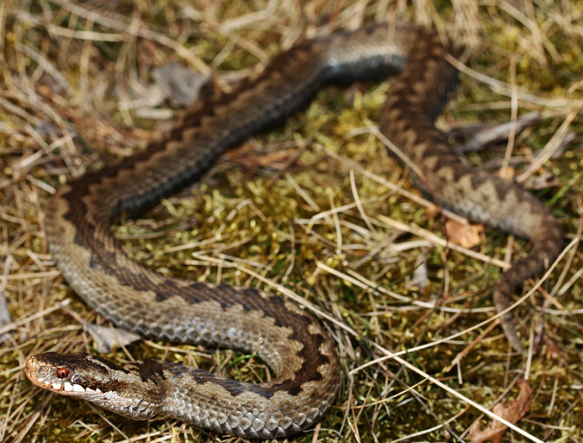 Hugorm - Observation NB-619996 - Naturbasen