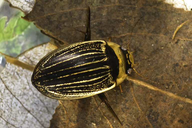 Hydaticus continentalis (Hydaticus continentalis) - Naturbasen