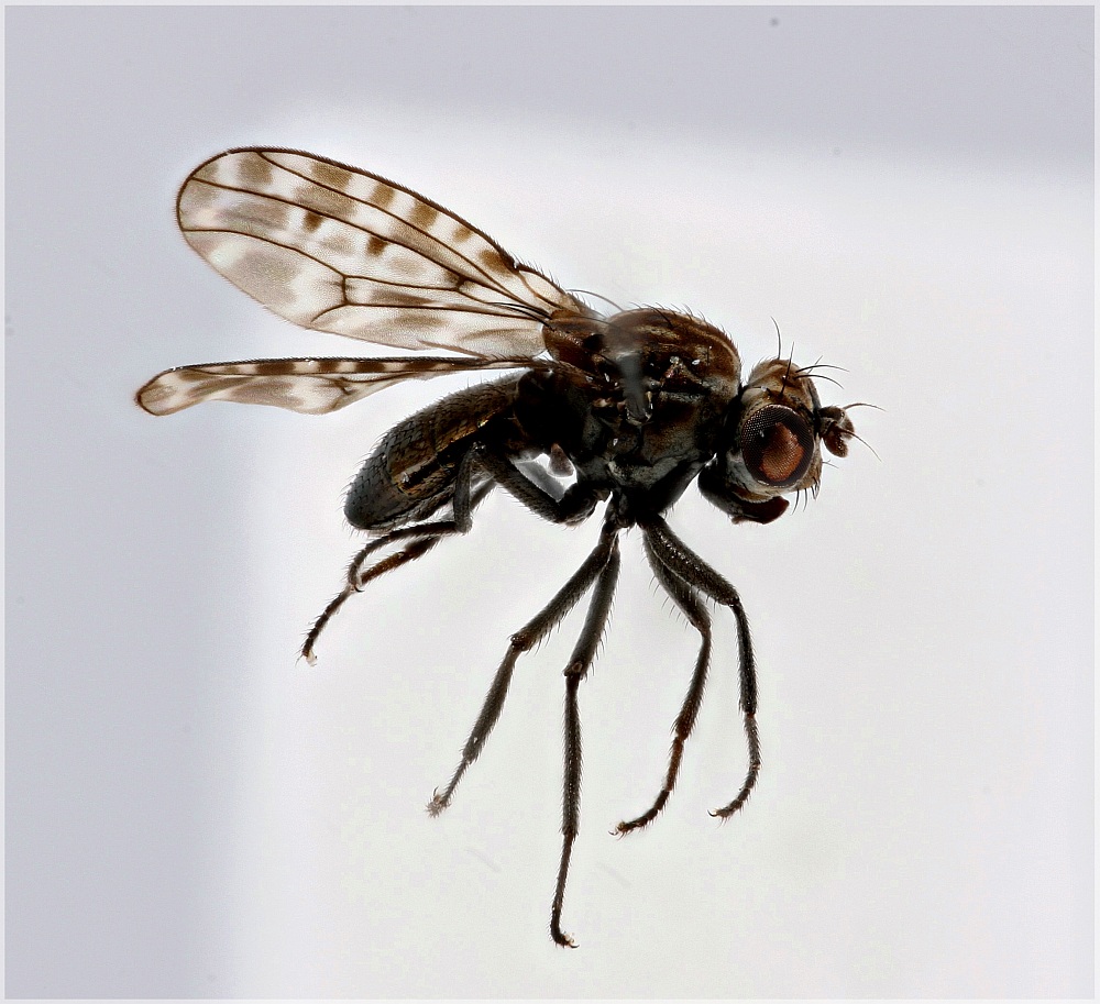 Limnellia quadrata - Observation NB-631676 - Naturbasen