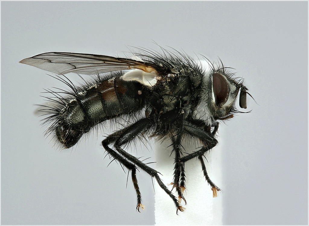 Phorocera assimilis (Phorocera assimilis) - Naturbasen