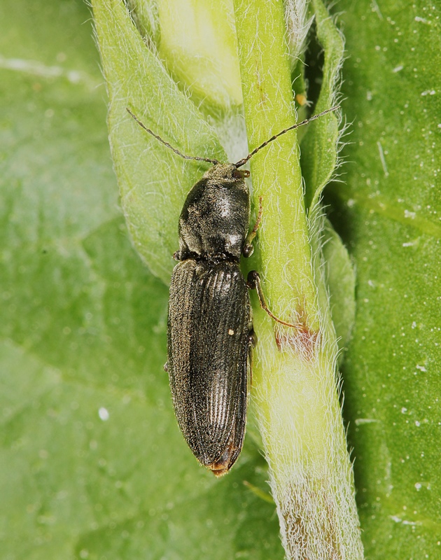Dicronychus cinereus (Dicronychus cinereus) - Naturbasen