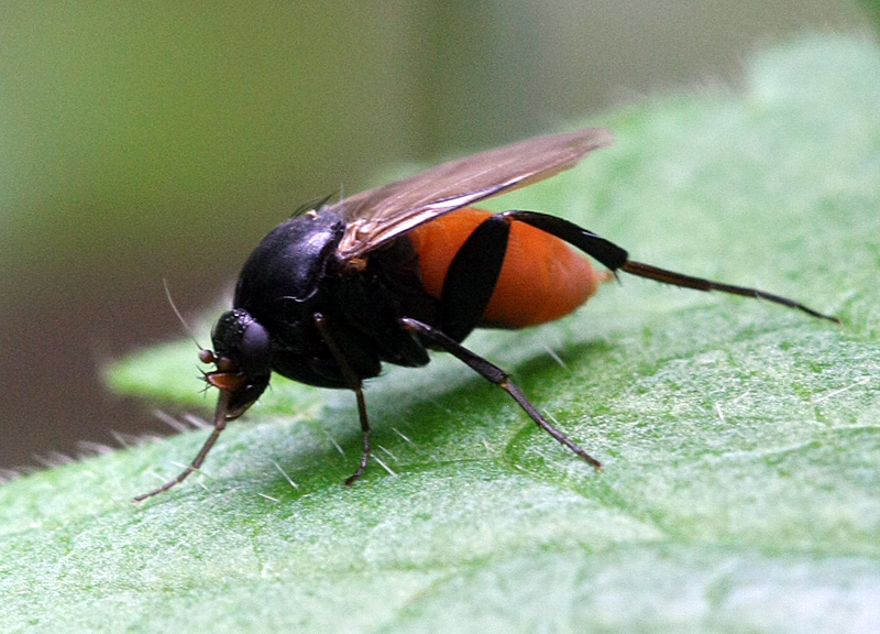 Diplonevra florescens (Diplonevra florescens) - Naturbasen