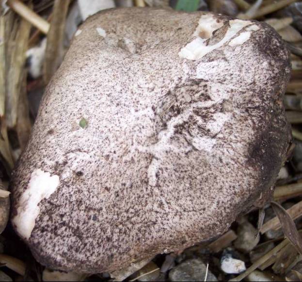 Knippe-Champignon (Agaricus subperonatus) - Naturbasen